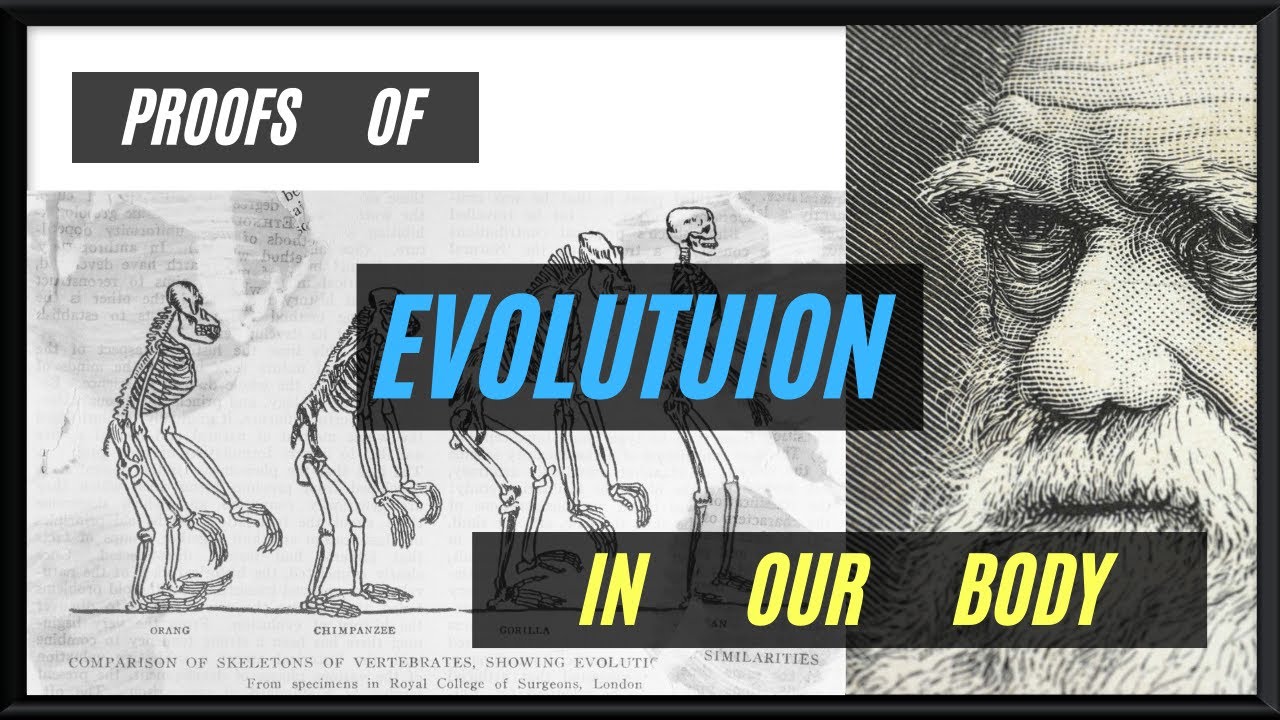 Proof's of Evolution in our Body...!! - YouTube