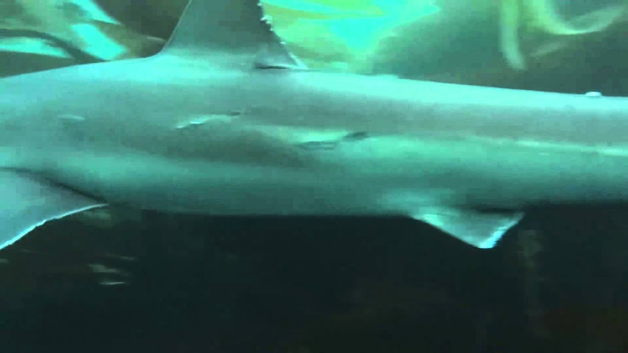 A Very Curious Tope Shark - YouTube