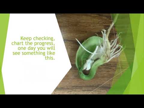 How To Plant Lima Bean Seeds After It Gets Roots