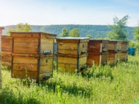 Food from the Wild & Beekeeping - YouTube