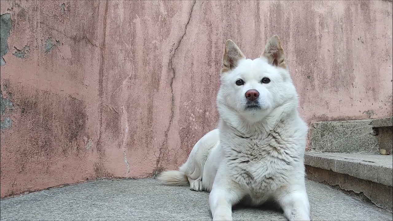 잘~생겼다! 풍산개 보리 Handsome Korean Dogs корейская собака Cani coresi Chiens ...