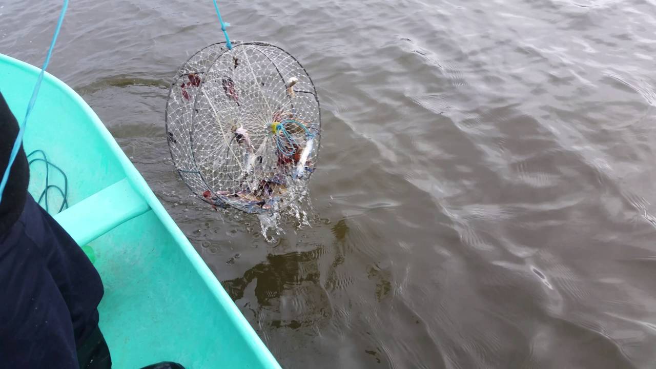 Pesca de siri - YouTube