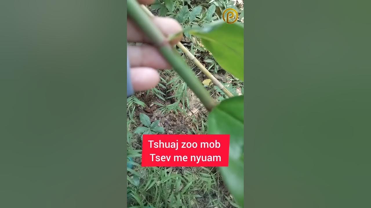 tshuaj zoo mob tsev me nyuam - YouTube
