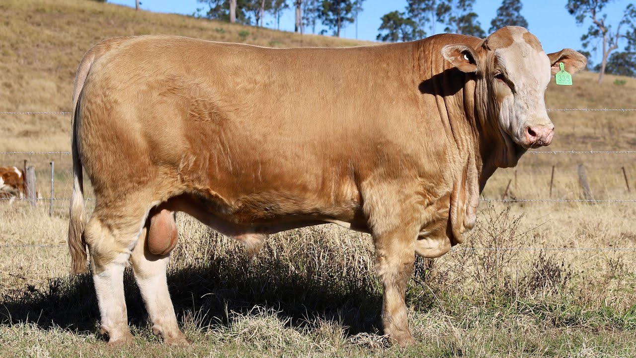 Lot 38 - Biarra Valley Upper Baron (P) - YouTube