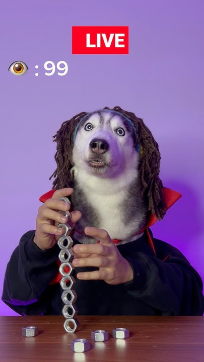 Never give up 🙏🏻🥺 #dog #dogs #shorts #short - YouTube