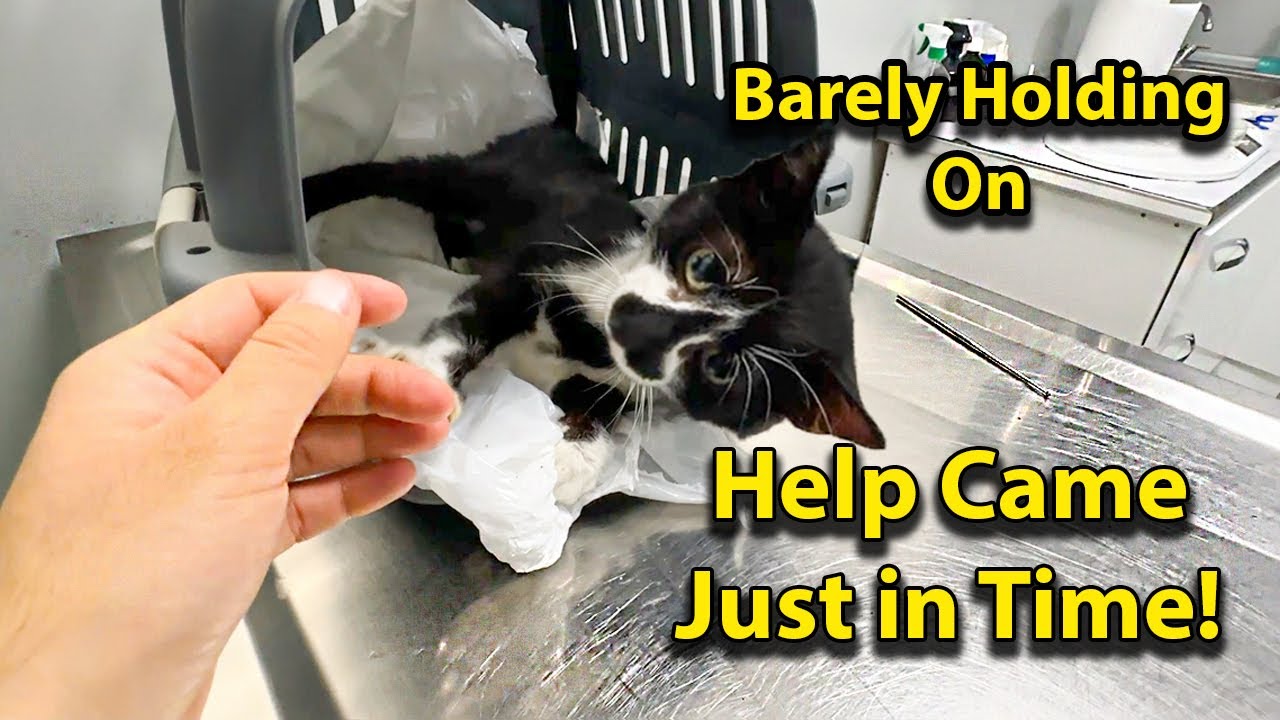 URGENT RESCUE: STRAY CAT STRUGGLES TO STAND! | Funny Cat Videos ...