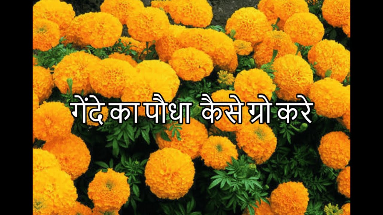 Marigold flower / gende ka fool lagana sikhe - YouTube