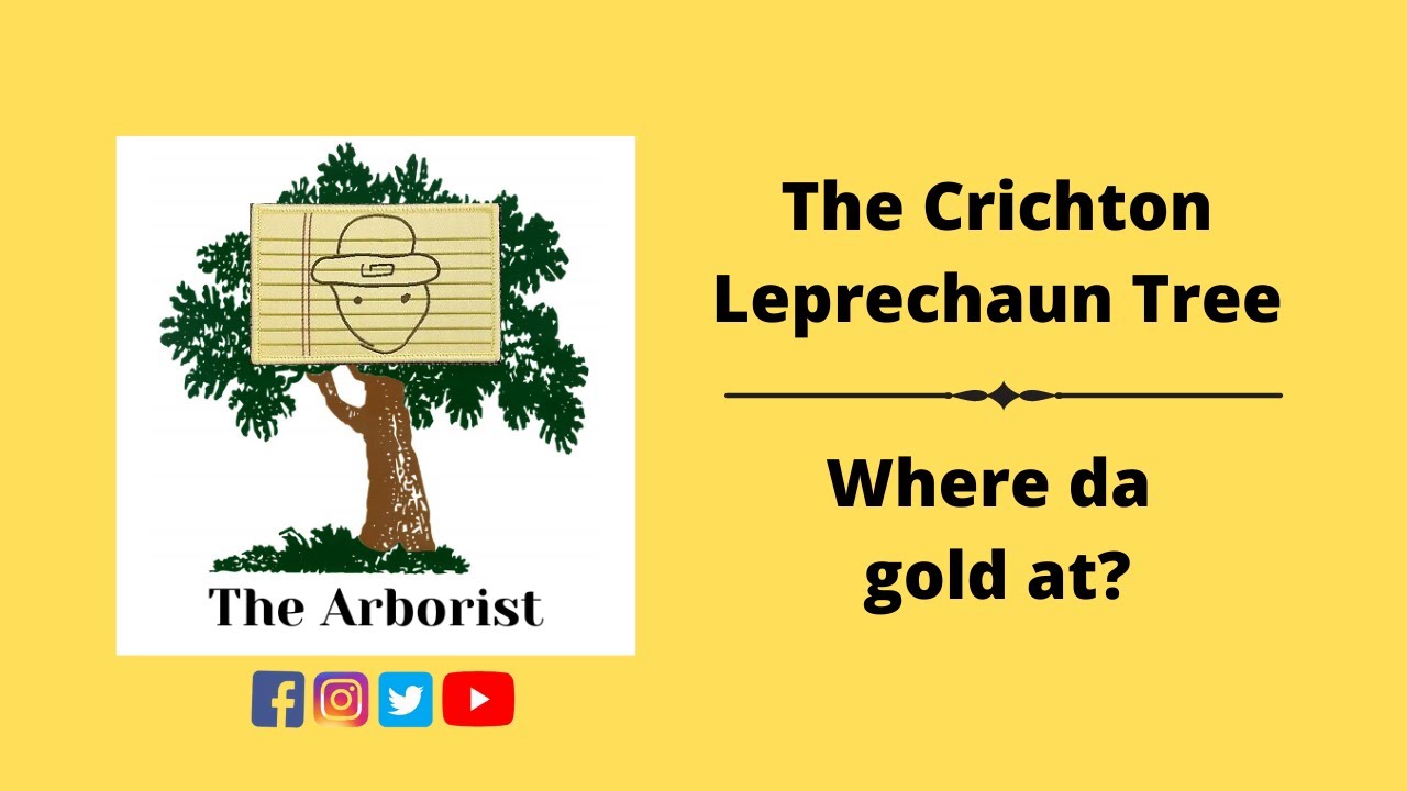 Crichton Leprechaun Tree | Where is it located? - YouTube