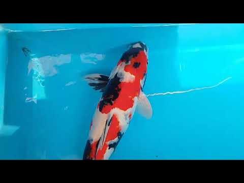 G 5257 07 SHOWA 53CM FEMALE FARM OGATA - YouTube