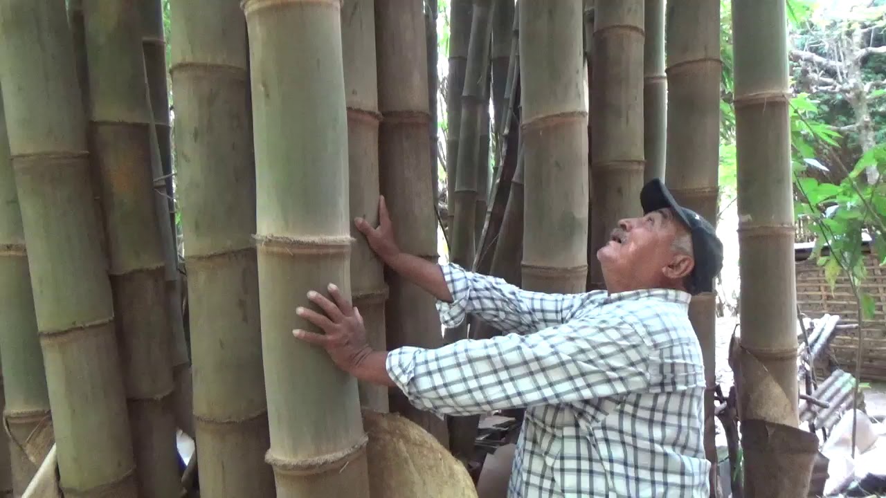Tipos de bambu, Dendrocalamus asper. El Salvador C.A - YouTube