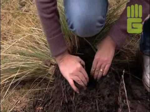 Division by Lucy Summers author of Greenfingers Guides