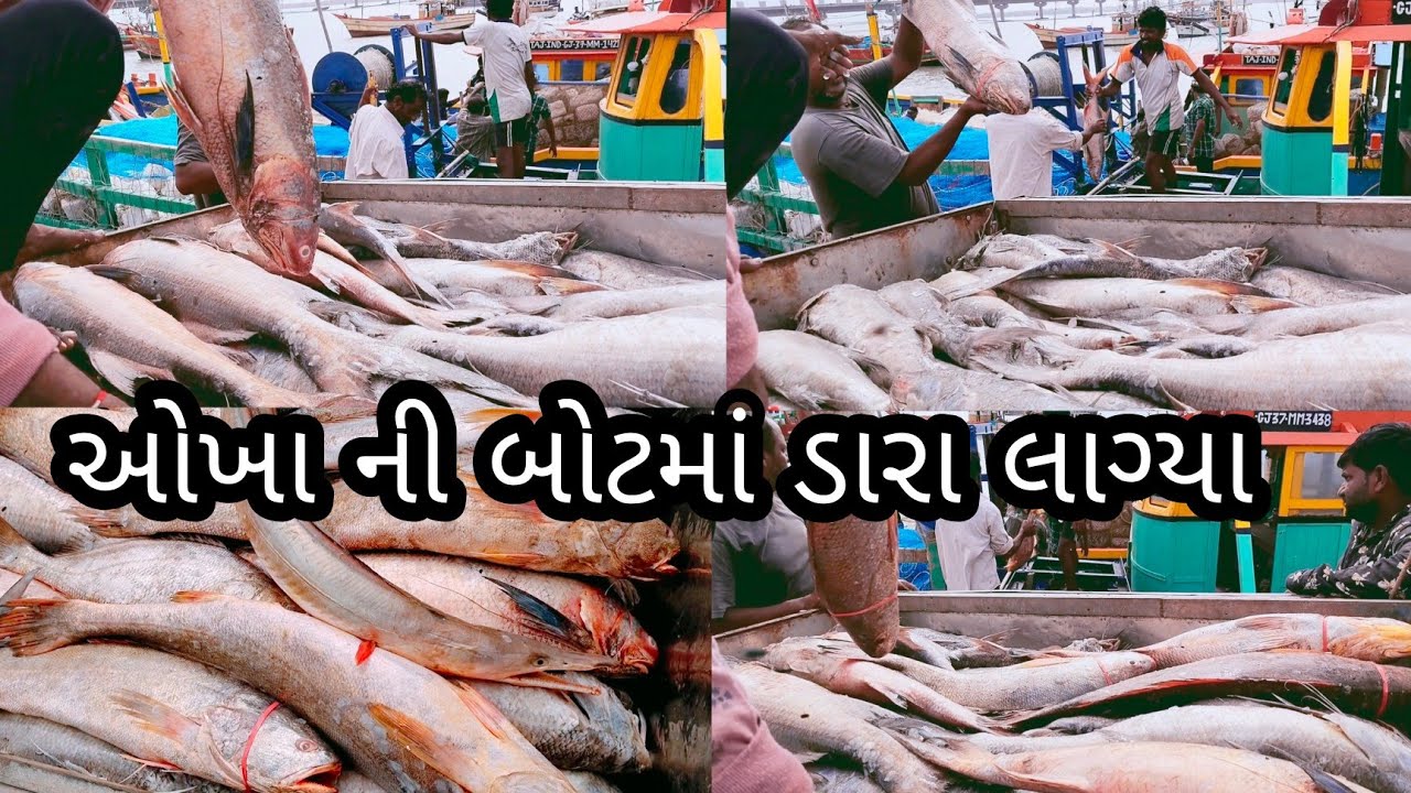 Indian Fishing Boat Catching Dara Fish at Deep Sea Fishing boat Okha ...