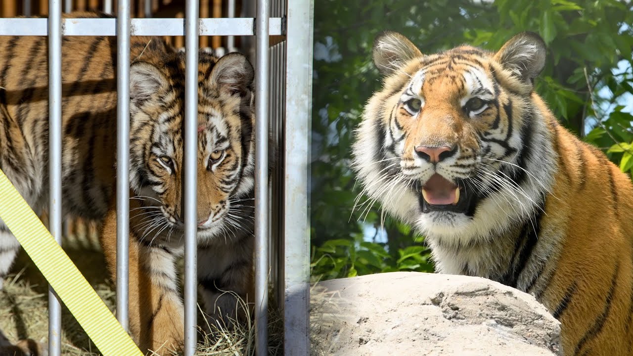 Tiger rescued from snowstorm now loves sanctuary life - YouTube