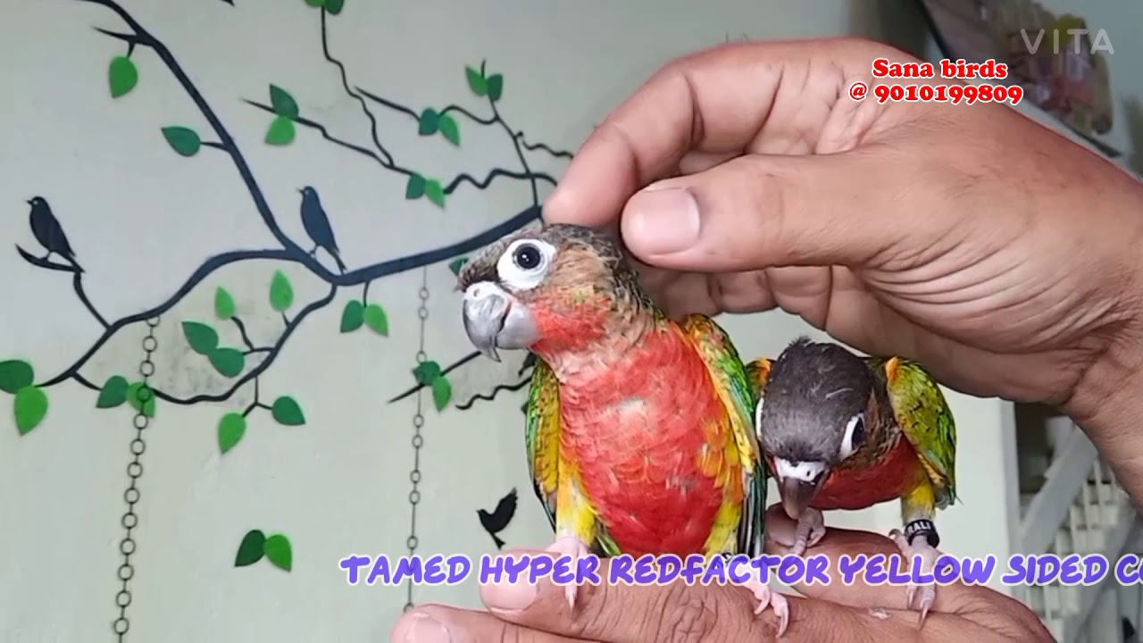 Hyper red factor Yellow sided Conures - YouTube