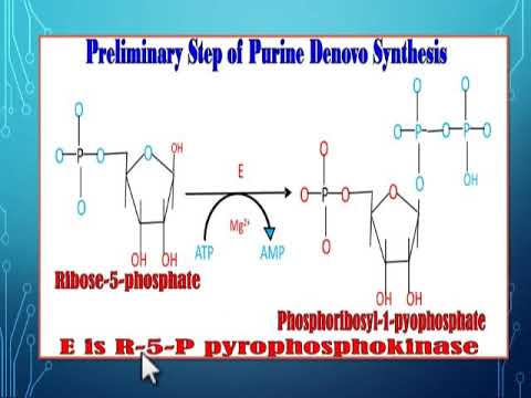 PURINE SYNTHESIS TERMINOLOGIES - YouTube