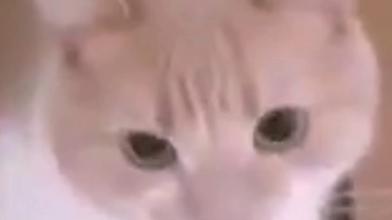MeoW meme~[ORIGINAL] - YouTube