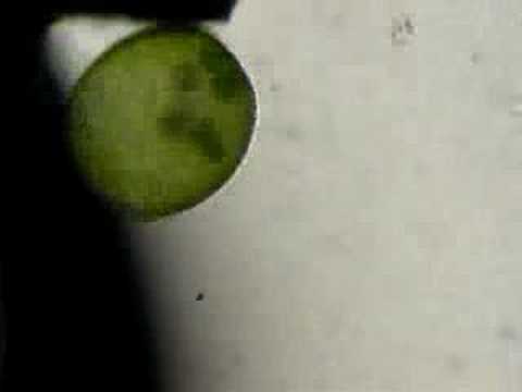 Cell Lab 1 - YouTube