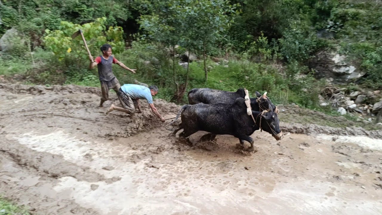 Mountain Lifestyle Primitive Way To Paddy Farming in Nepali Chingad ...