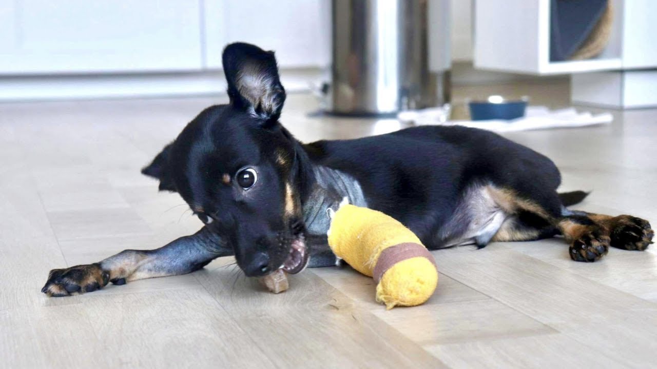 The poor dog was thrown over the fence with tiny wonky feet he couldn’t ...
