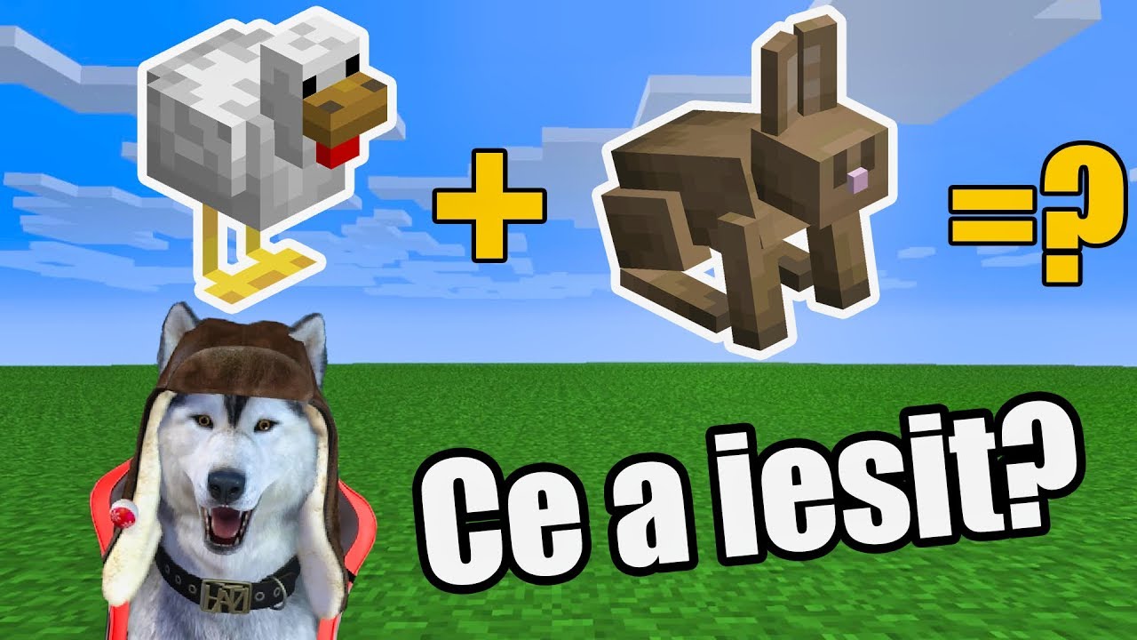 AM COMBINAT O GAINA CU UN IEPURE in MINECRAFT | Ce a iesit? - YouTube