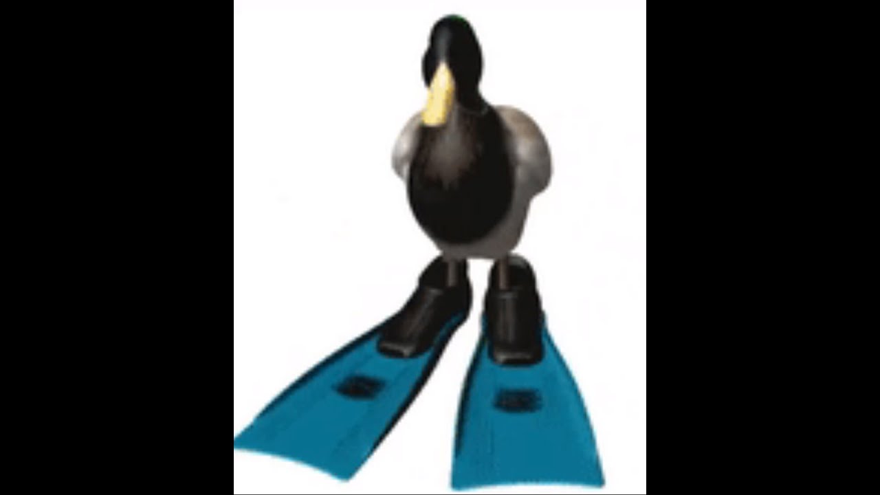 🔴Spinning Duck - Beats to listen to - YouTube