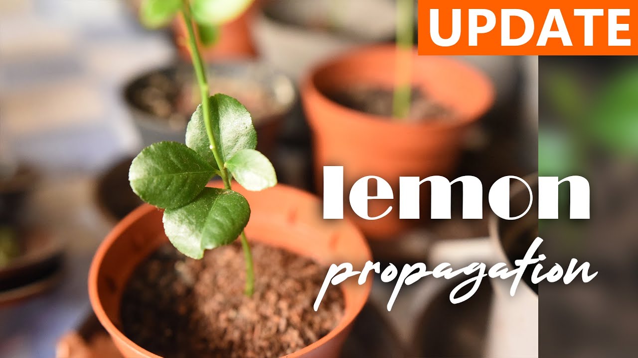 Lemon propagation from seeds - Update 6 months results - house plants ...