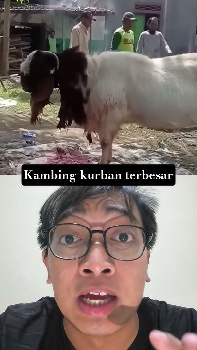Kambing kurban terbesar #domba #goat #shortvideo - YouTube
