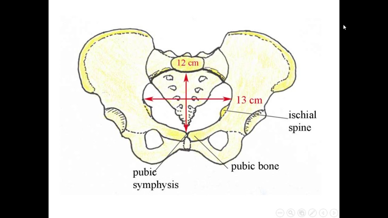 lecture Female pelvis - YouTube