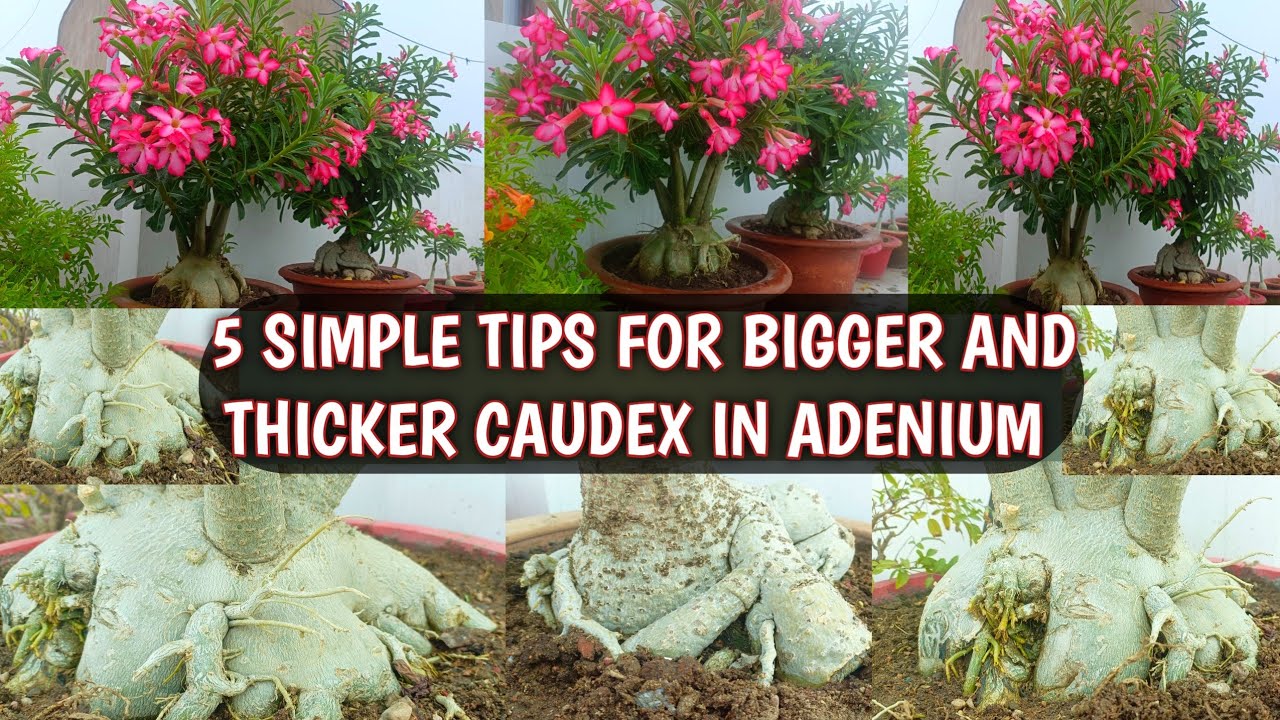 5 SIMPLE TIPS FOR BIGGER AND THICKER CAUDEX IN ADENIUM | HOW TO GET BIG ...
