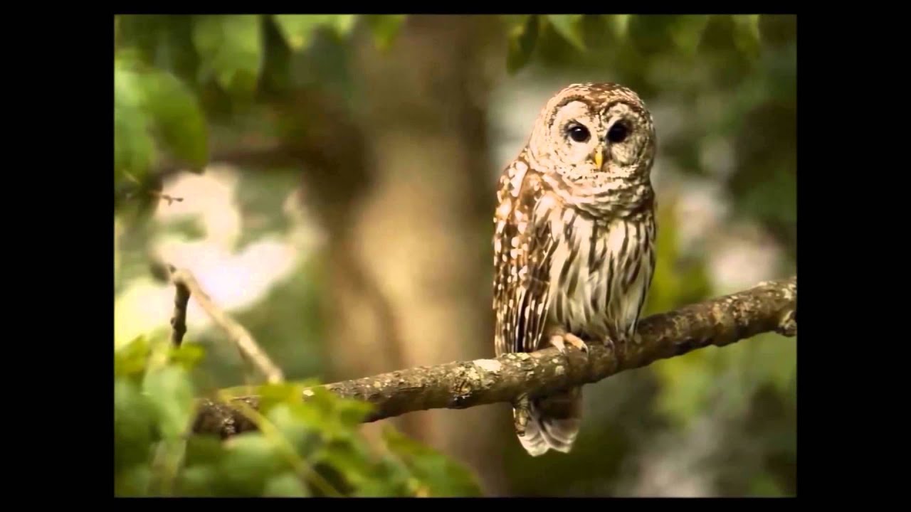 Even God Rested On The 7th Day. Genesis 2 - YouTube