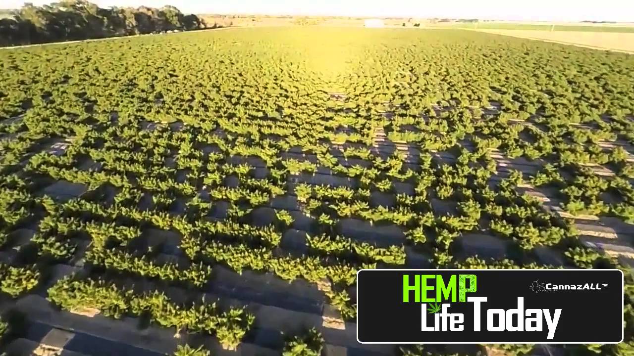 HempLife Today Hemp Crops, Lab and Clone Growing - YouTube