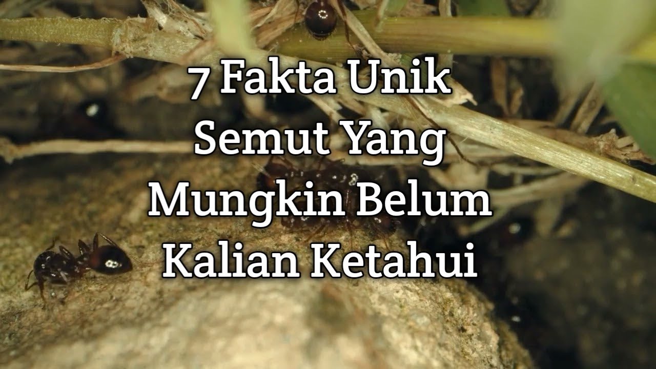 7 Fakta Unik Semut Yang Belum Kalian Ketahui - YouTube