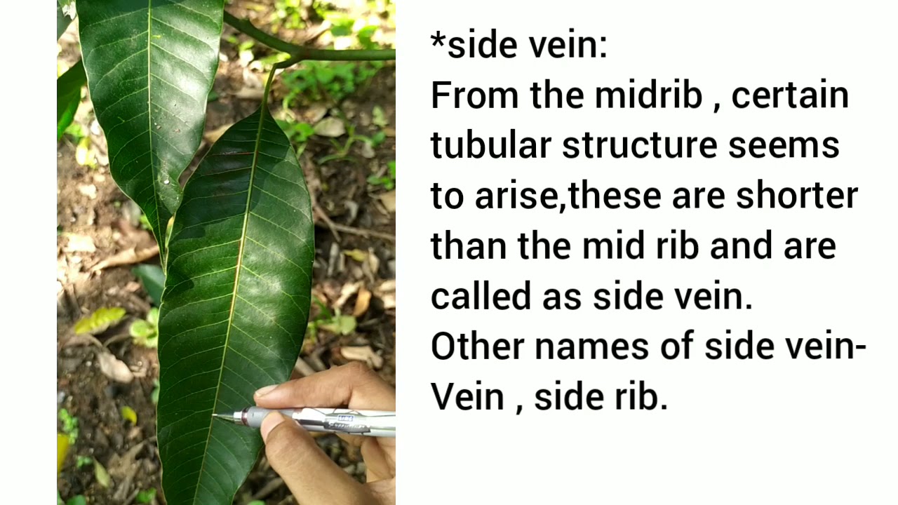 parts of leaf. midrib veins veinlets - YouTube