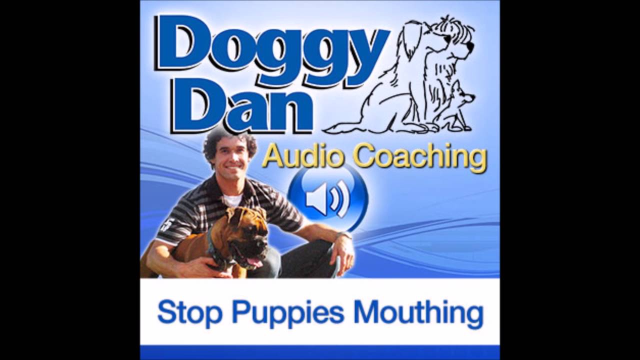 Stop Puppies Mouthing-How to Stop Puppies Nipping - YouTube