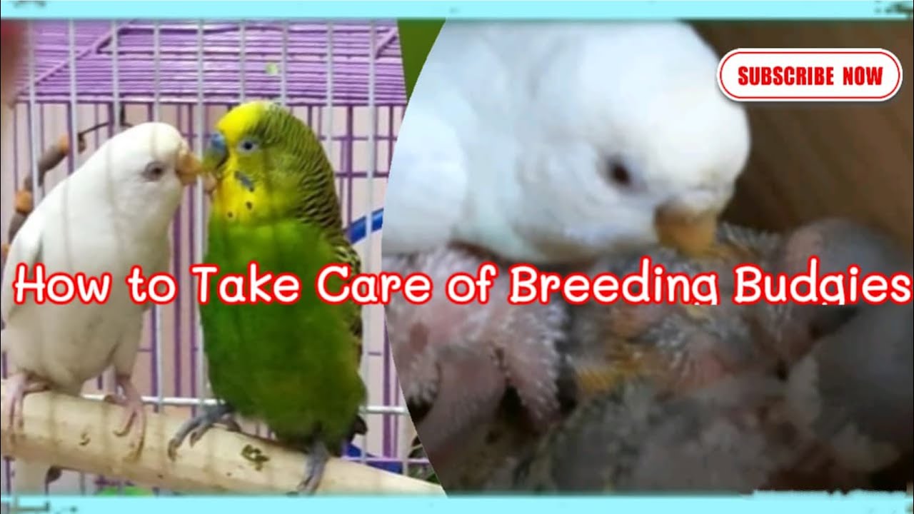 How to take care of Breeding Budgies | 6 care tips - YouTube