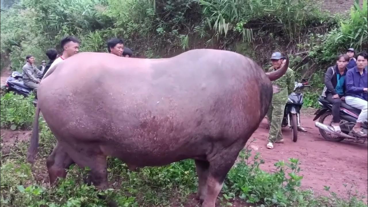 coj peb los saib ob tug twm loj zoo nkauj heev - YouTube