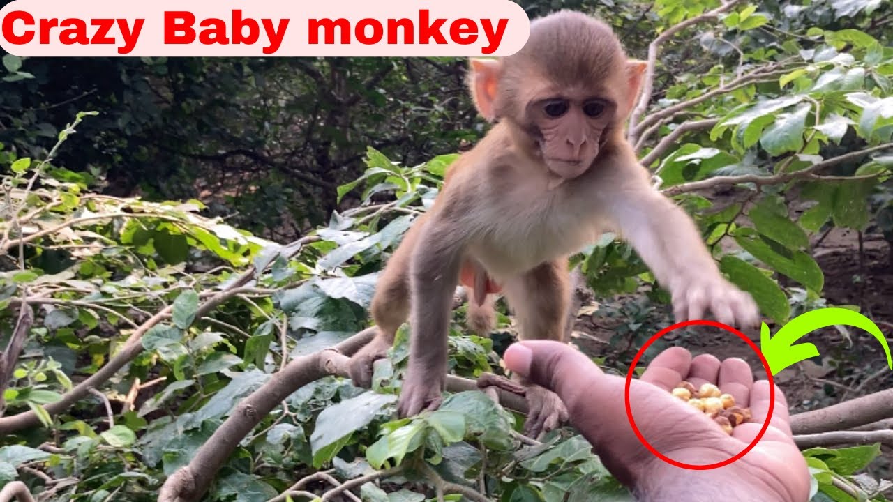 Baby monkey 🐒 - YouTube