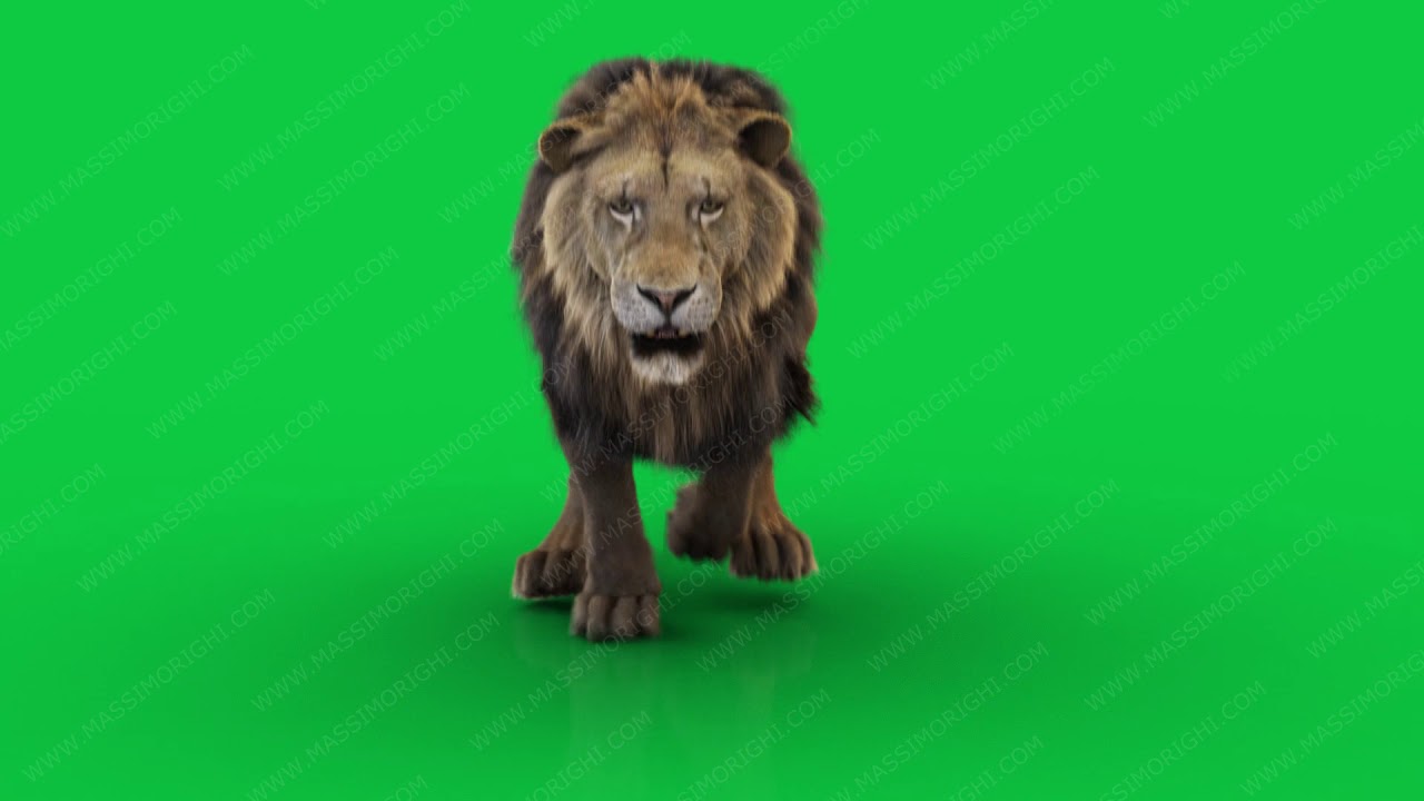 Footage Lion (front) run - YouTube
