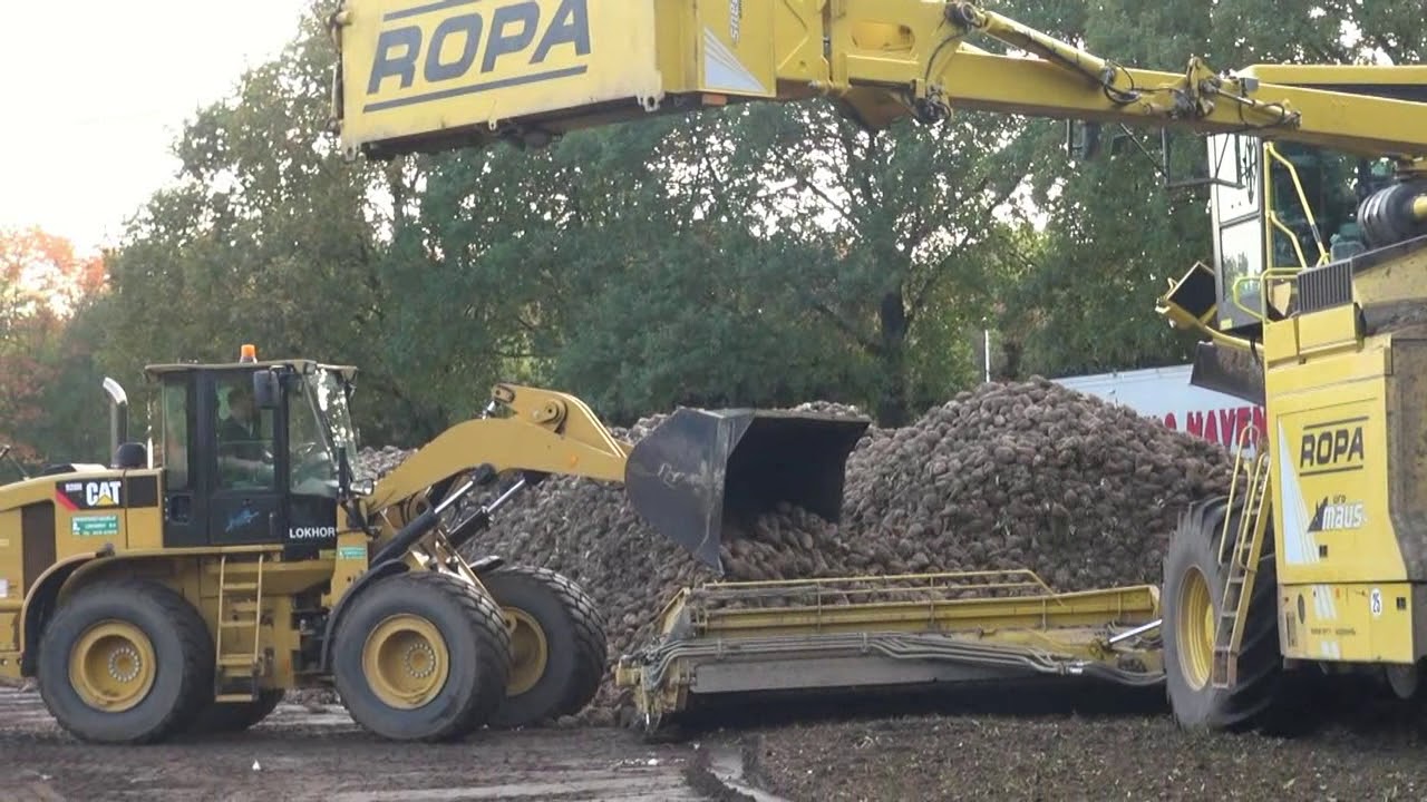Bieten laden 2017 - ROPA Euro Maus 4 | First time Sugar Beet loading in ...