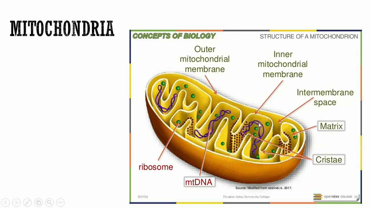 Crop Anatomy Lecture 6 - YouTube
