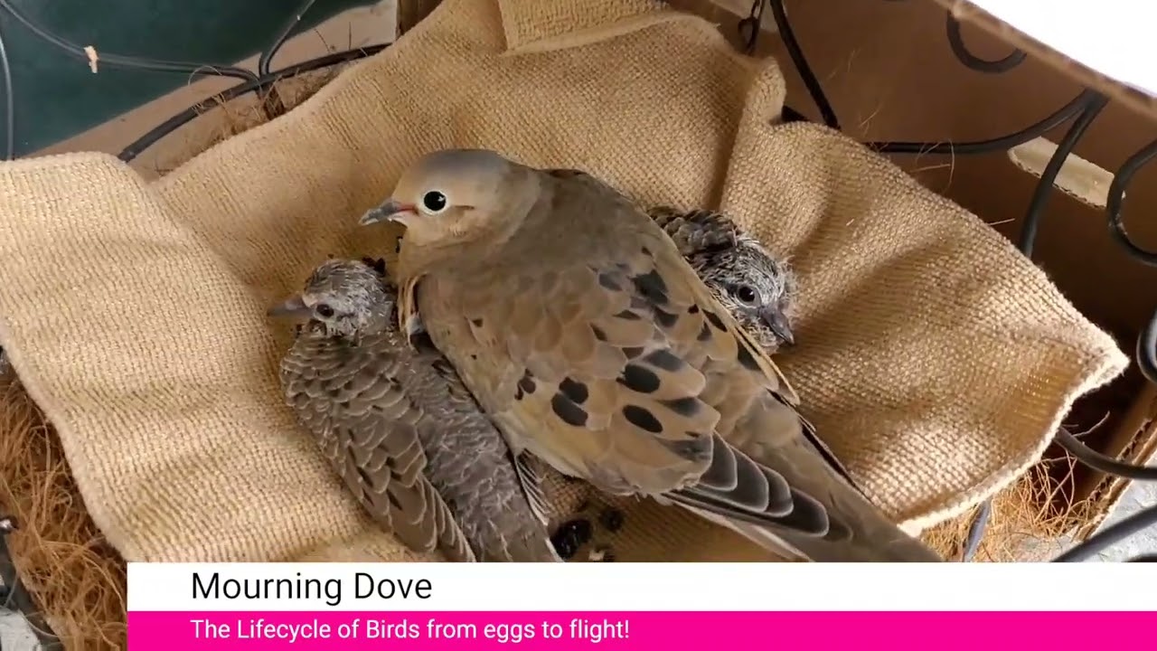 Mourning Dove- The Lifecycle of Birds from eggs to flight - YouTube