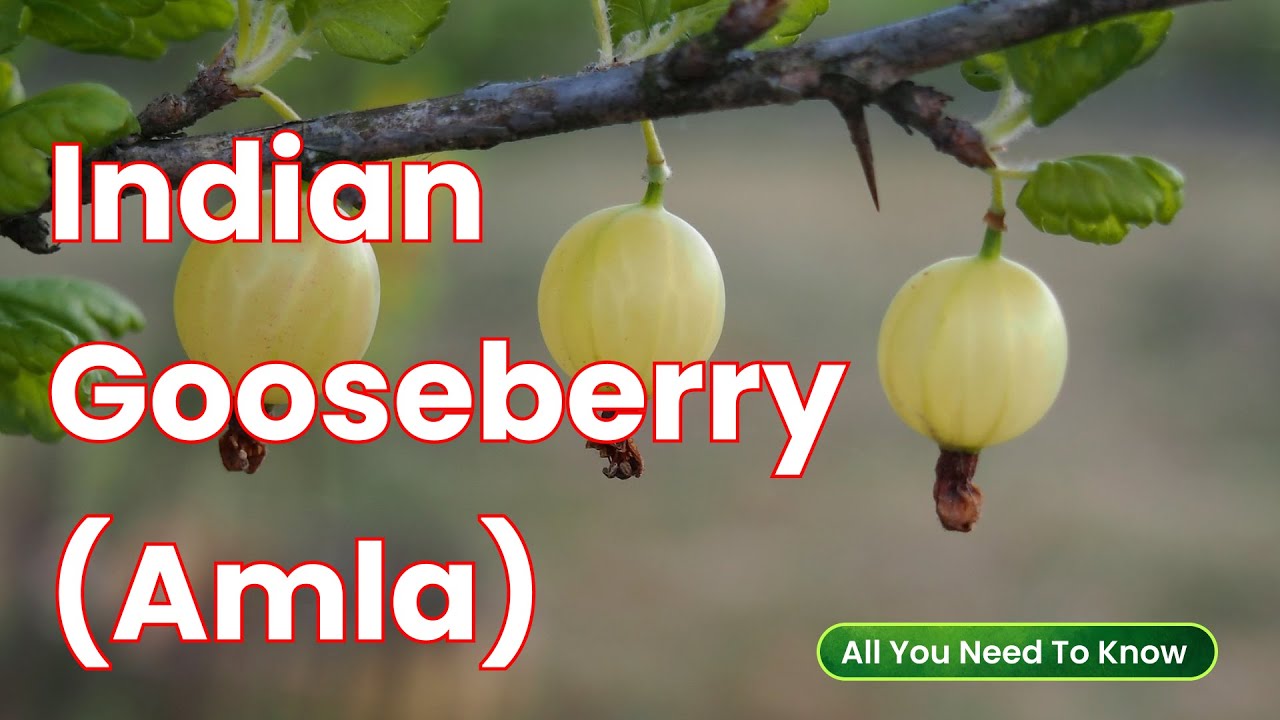 Everything You Need To Know About Amla or Indian Gooseberry Tree - YouTube