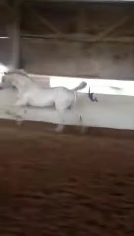 Wynn It My Way-- 2005 Fewspot Appaloosa Stallion - YouTube