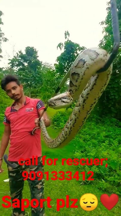 crazy python 😵‍💫🔥অজগর সাপ 😂#shorts #youtubeshorts#viral #tranding - YouTube