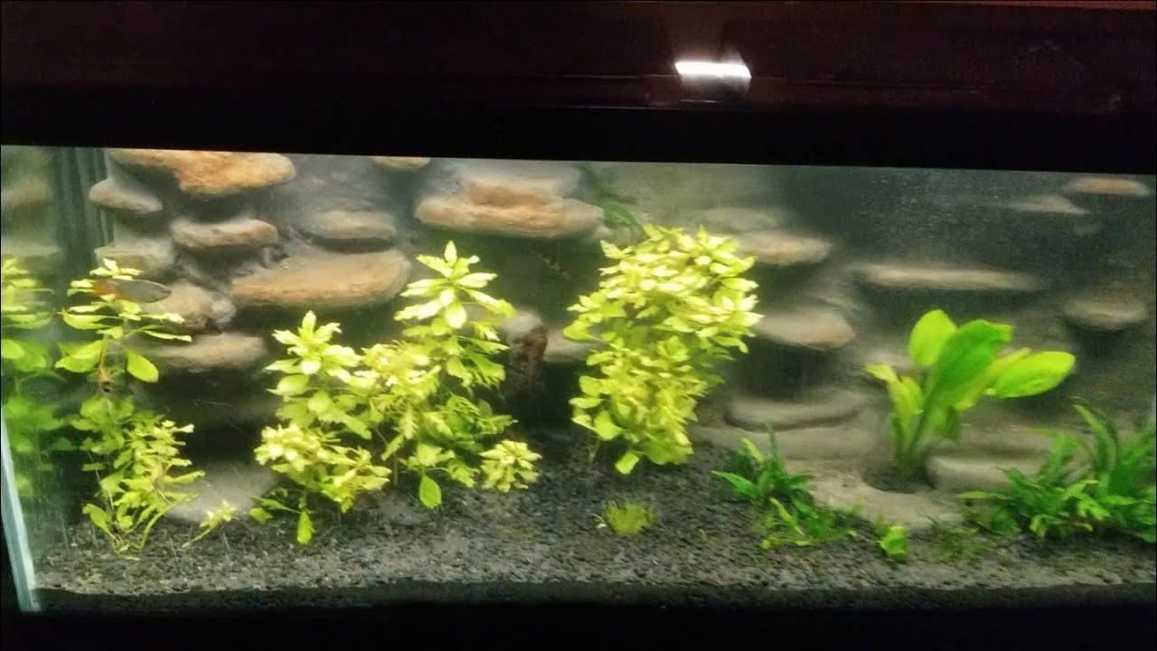 75 Gallon DIY 3D Background project - aquarium fish tank update. - YouTube