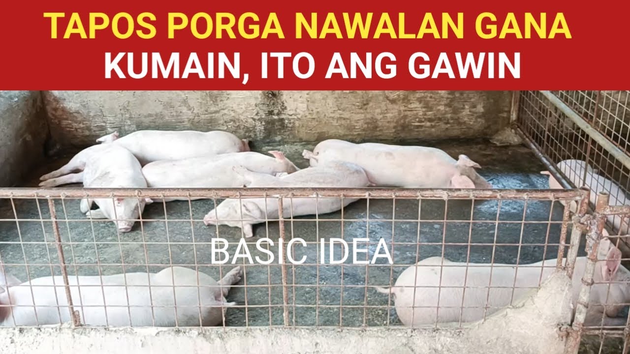Tapos porga sa baboy nawalan gana kumain ito ang gawin l Dodong ...