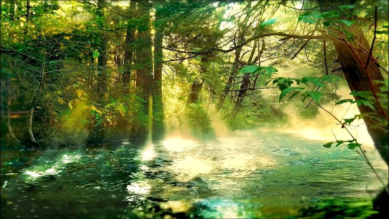 Gentle Forest Stream | Peaceful River Ambience With Soothing Water ...