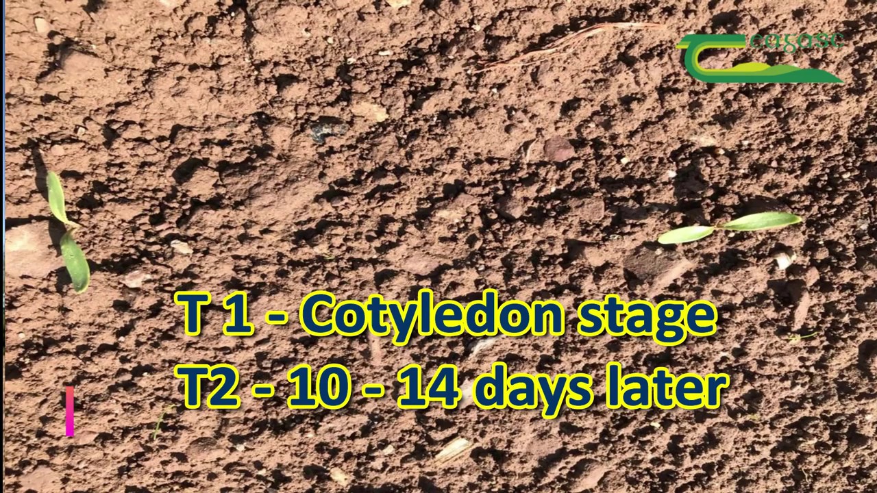 Weed Control in Beet - YouTube