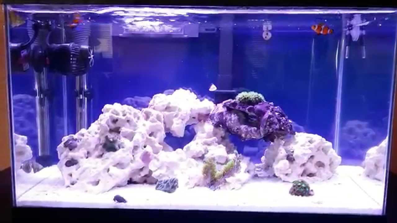 How to setup a 10 gallon nano reef tank, day 24 - YouTube