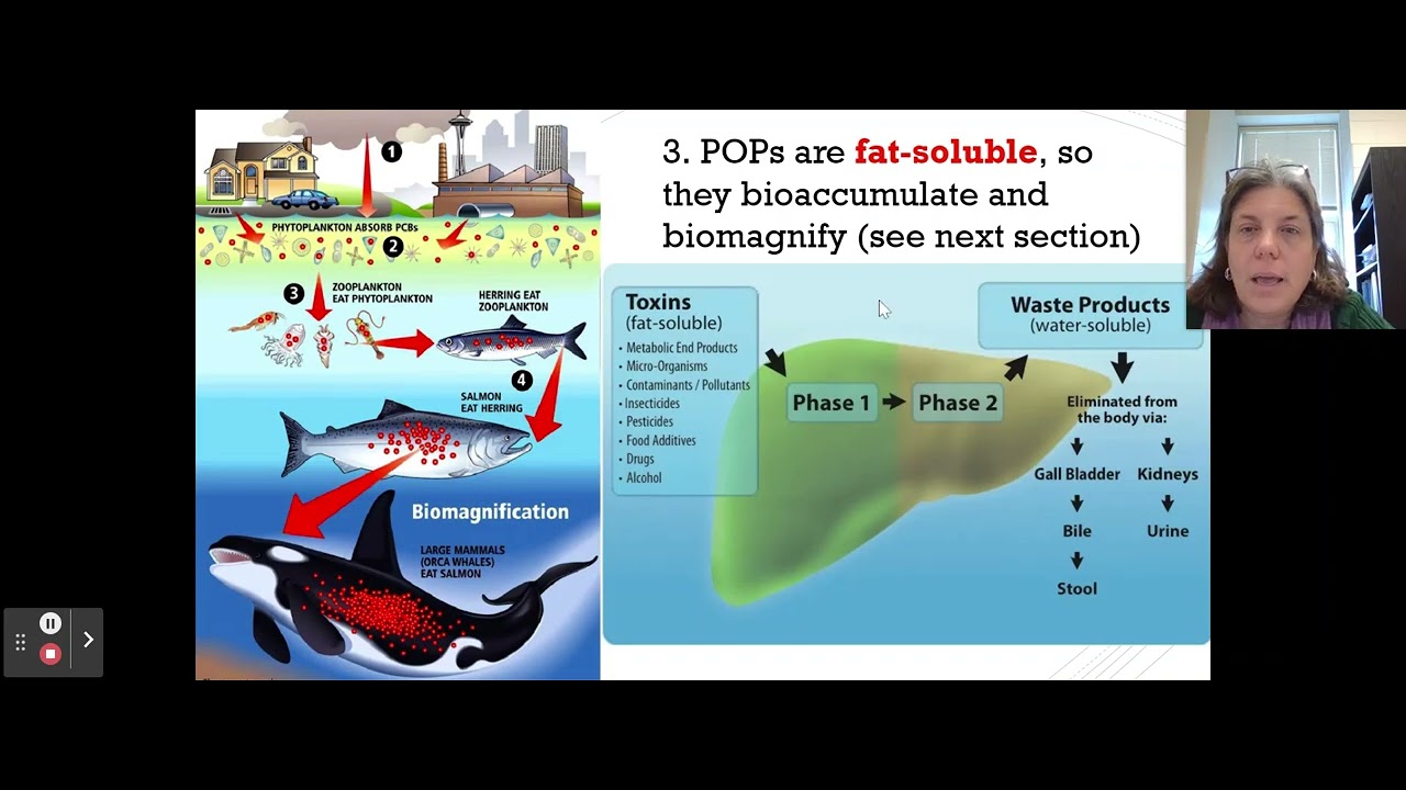APES 8 7 Persistent Organic Pollutants POPs - YouTube